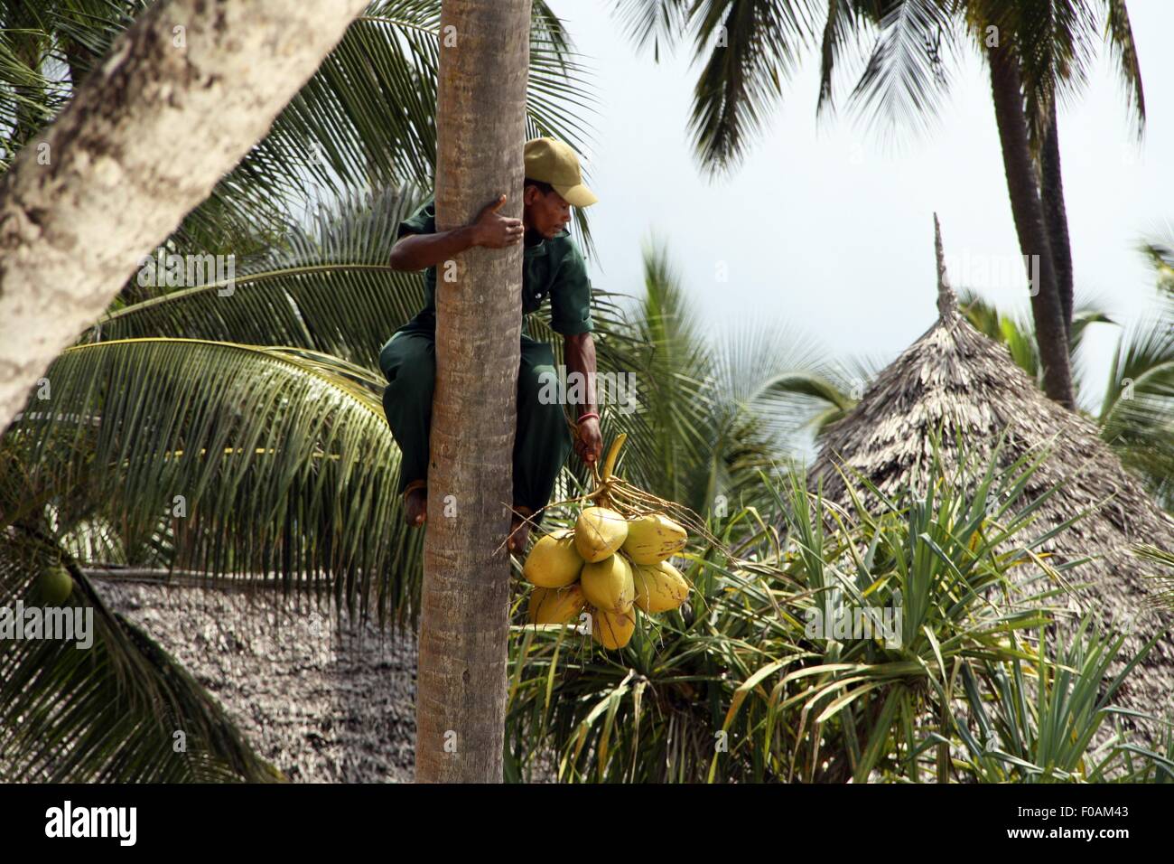 Man hanging on coconut tree holding coconuts in hand at Zanzibar ...