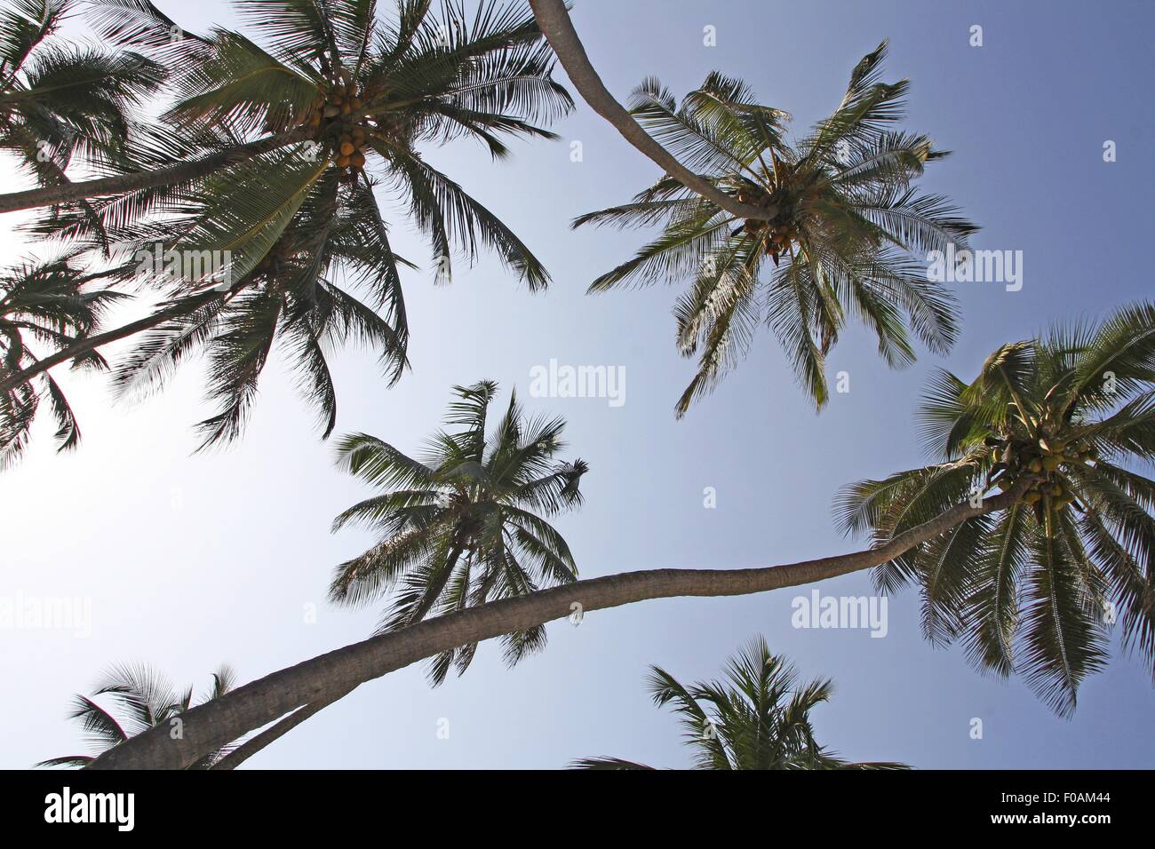 Coconut trees in Zanzibar, Tanzania, East Africa Stock Photo - Alamy