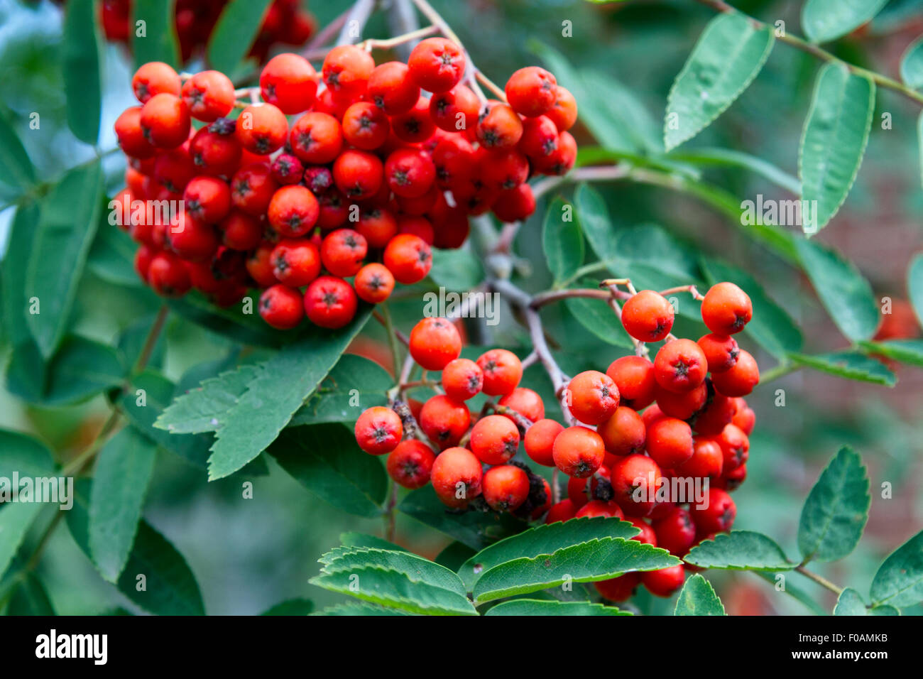 Rowan berries on tree uk hi-res stock photography and images - Alamy