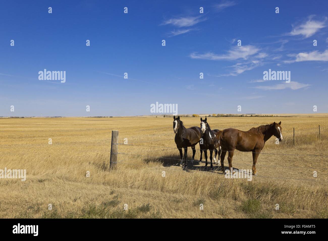 Ceylon saskatchewan hi-res stock photography and images - Alamy