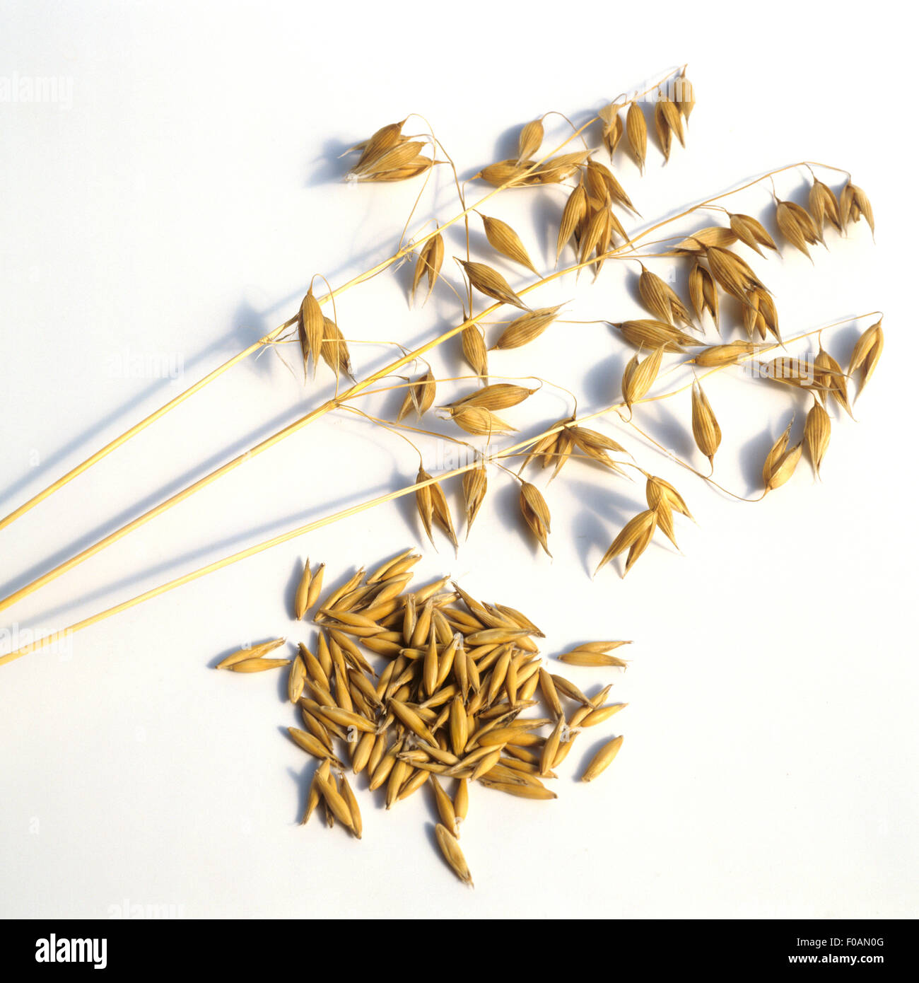 Getreide hafer hi-res stock photography and images - Alamy