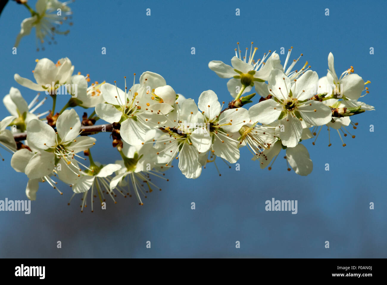 Pflaume hi-res stock photography and images - Alamy