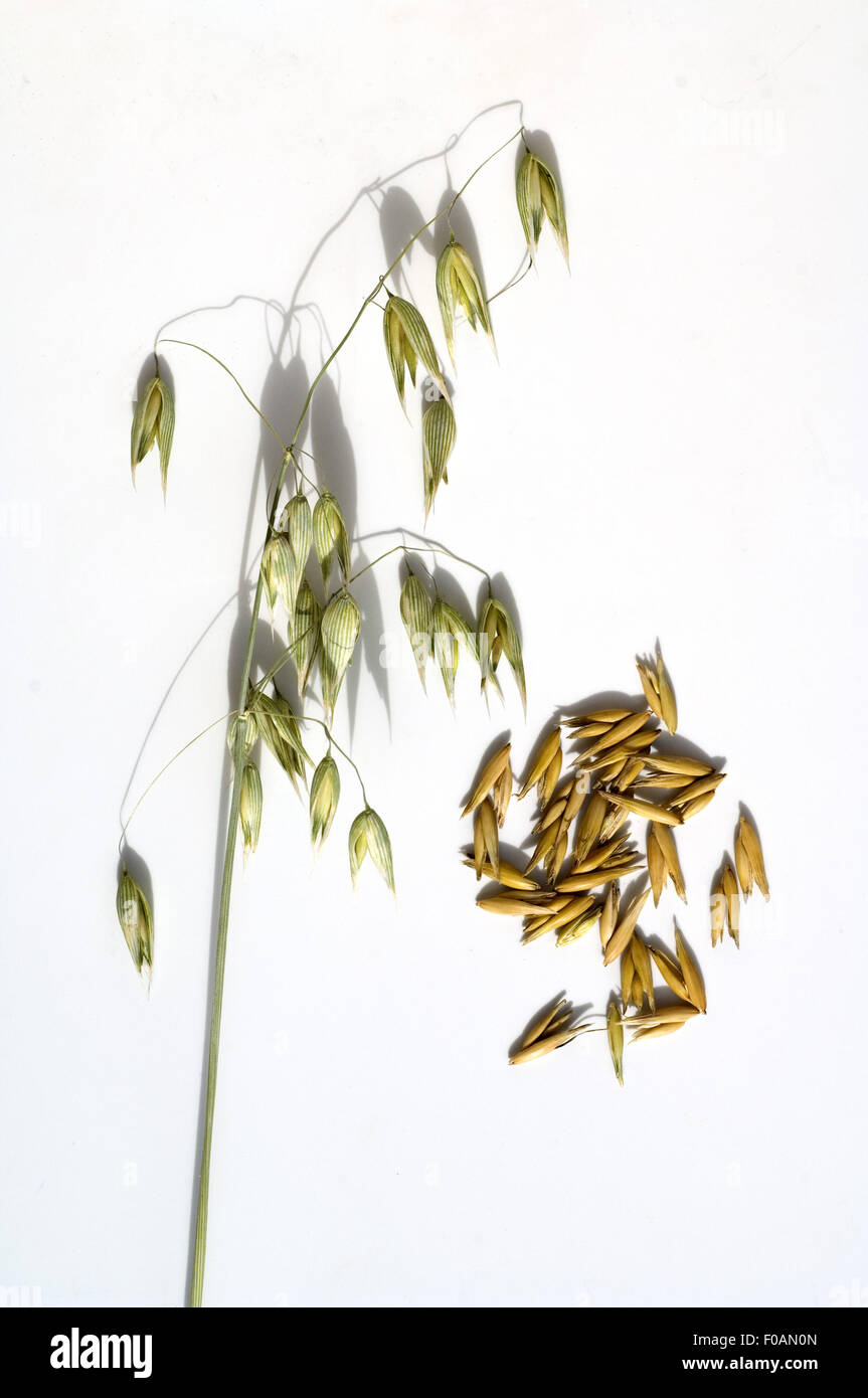 Hafer; Avena sativa, Getreide Stock Photo - Alamy