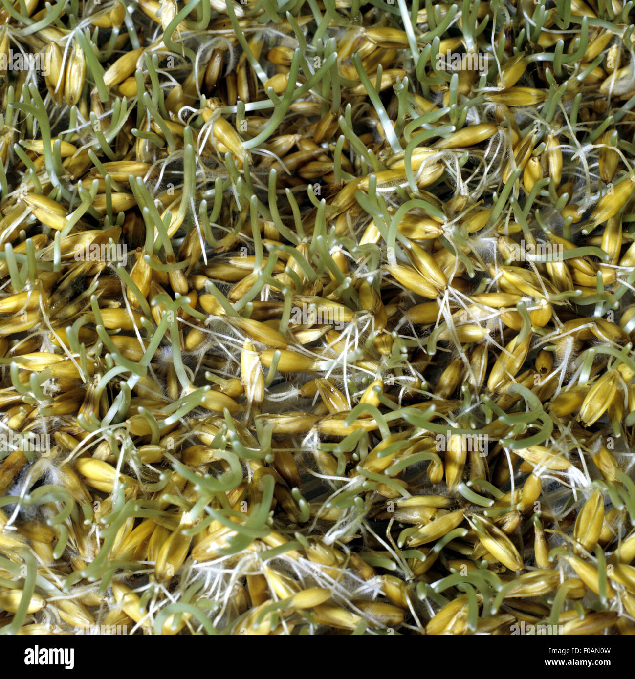 Haferkeime; Hafer; Avena sativa, Getreide Stock Photo - Alamy