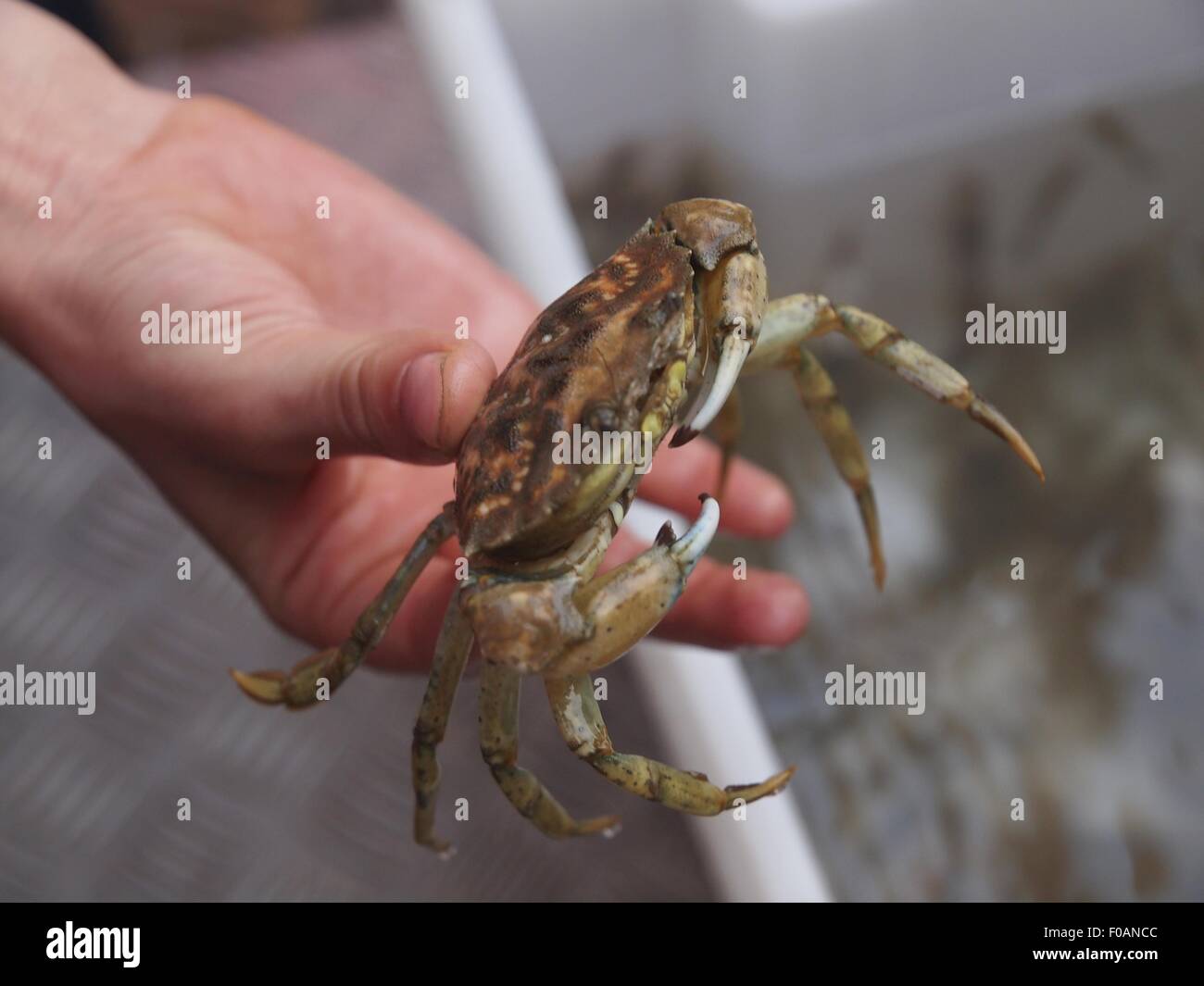 Hand crab hi-res stock photography and images - Alamy