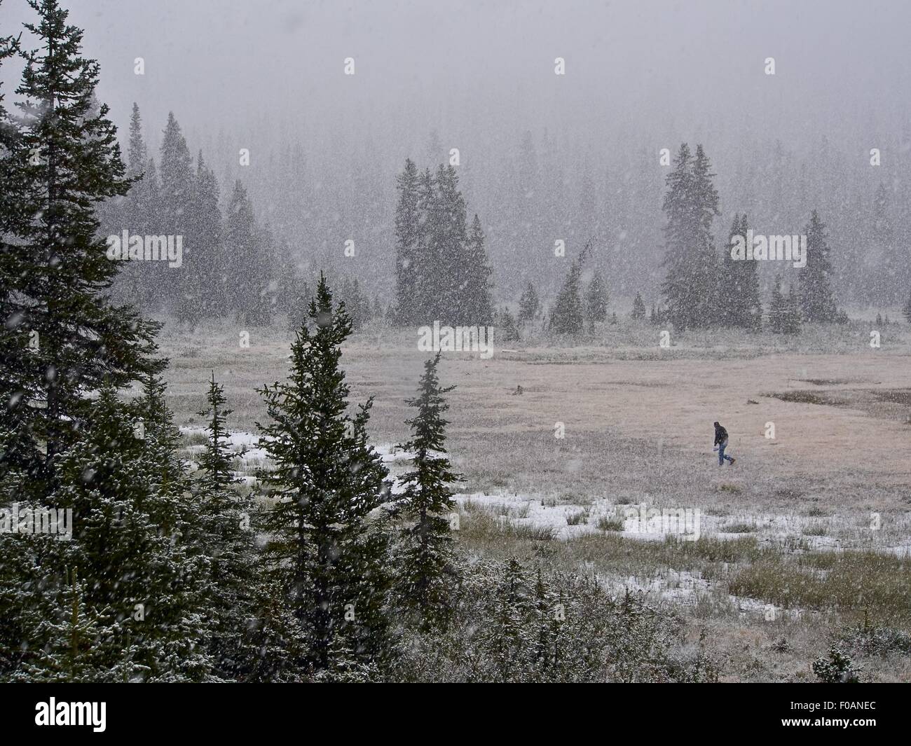 Snow falling down in Icefield Parkway, Banff National Park, Alberta ...