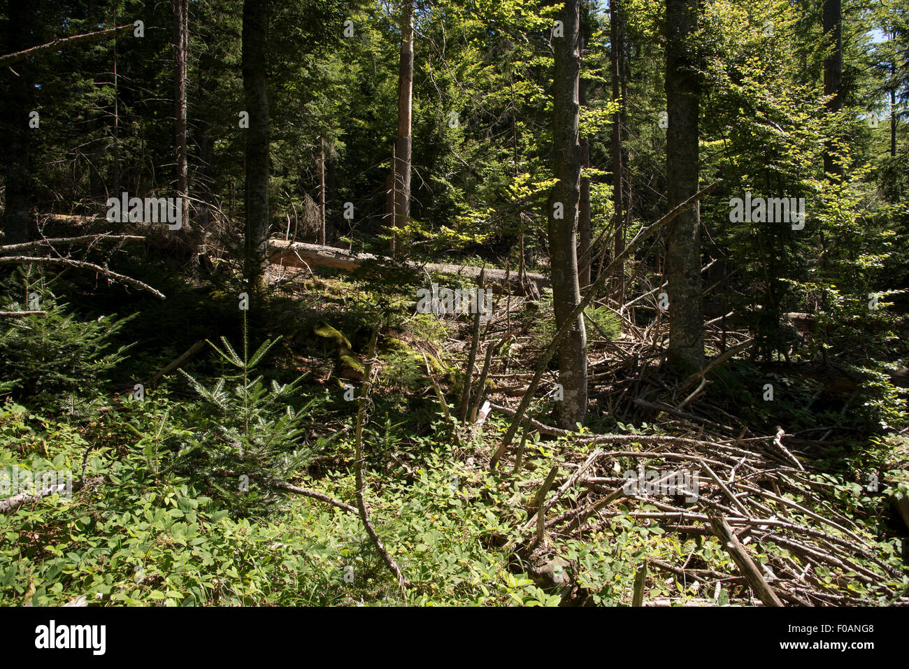 Storms and snow can drop European silver firs, Norway spruces and ...