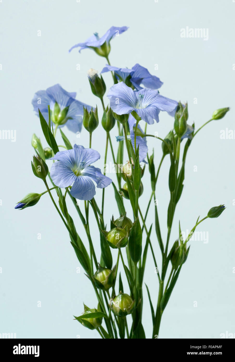 Oelpflanzen High Resolution Stock Photography and Images - Alamy