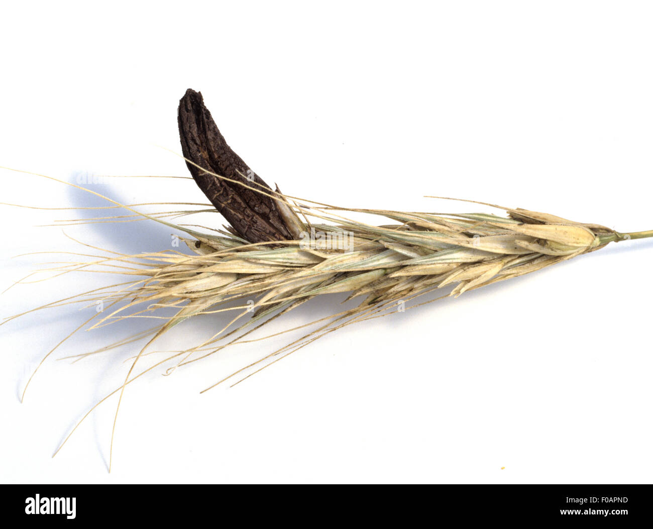 Claviceps purpurea hi-res stock photography and images - Alamy