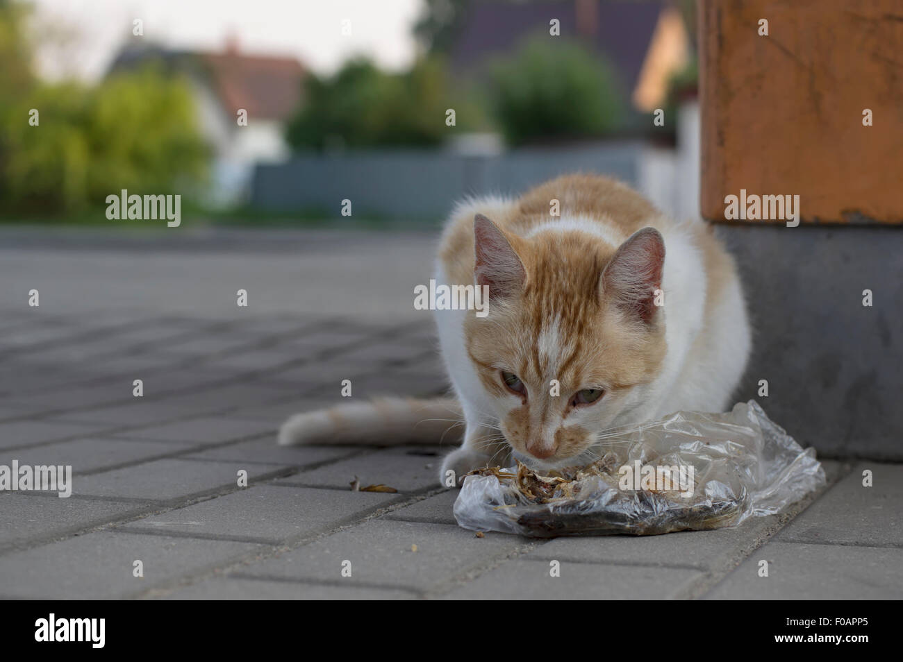 Stray Cat Eats Stock Photo - Alamy
