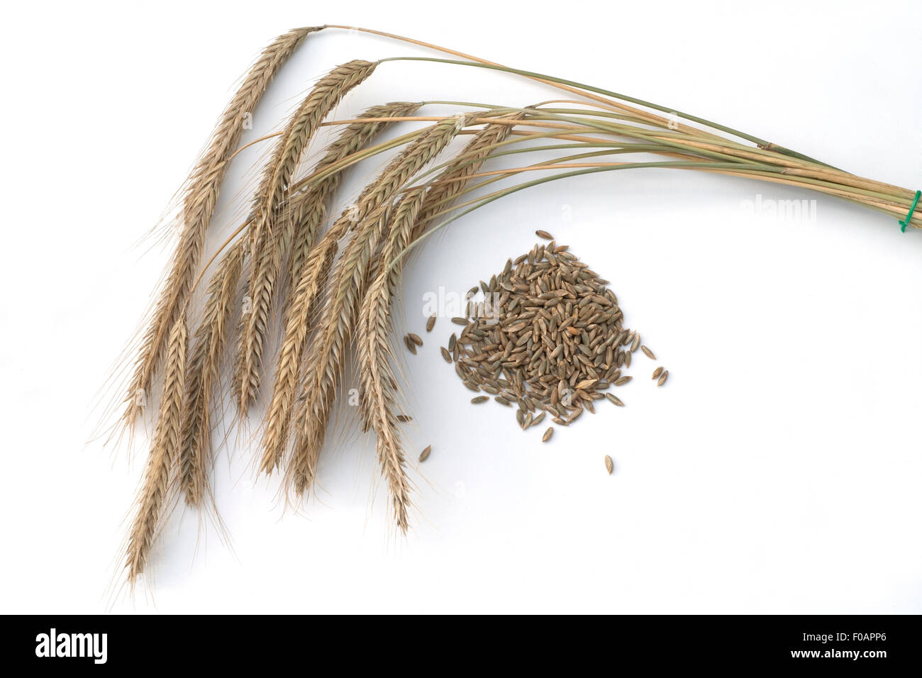 Roggen freisteller hi-res stock photography and images - Alamy