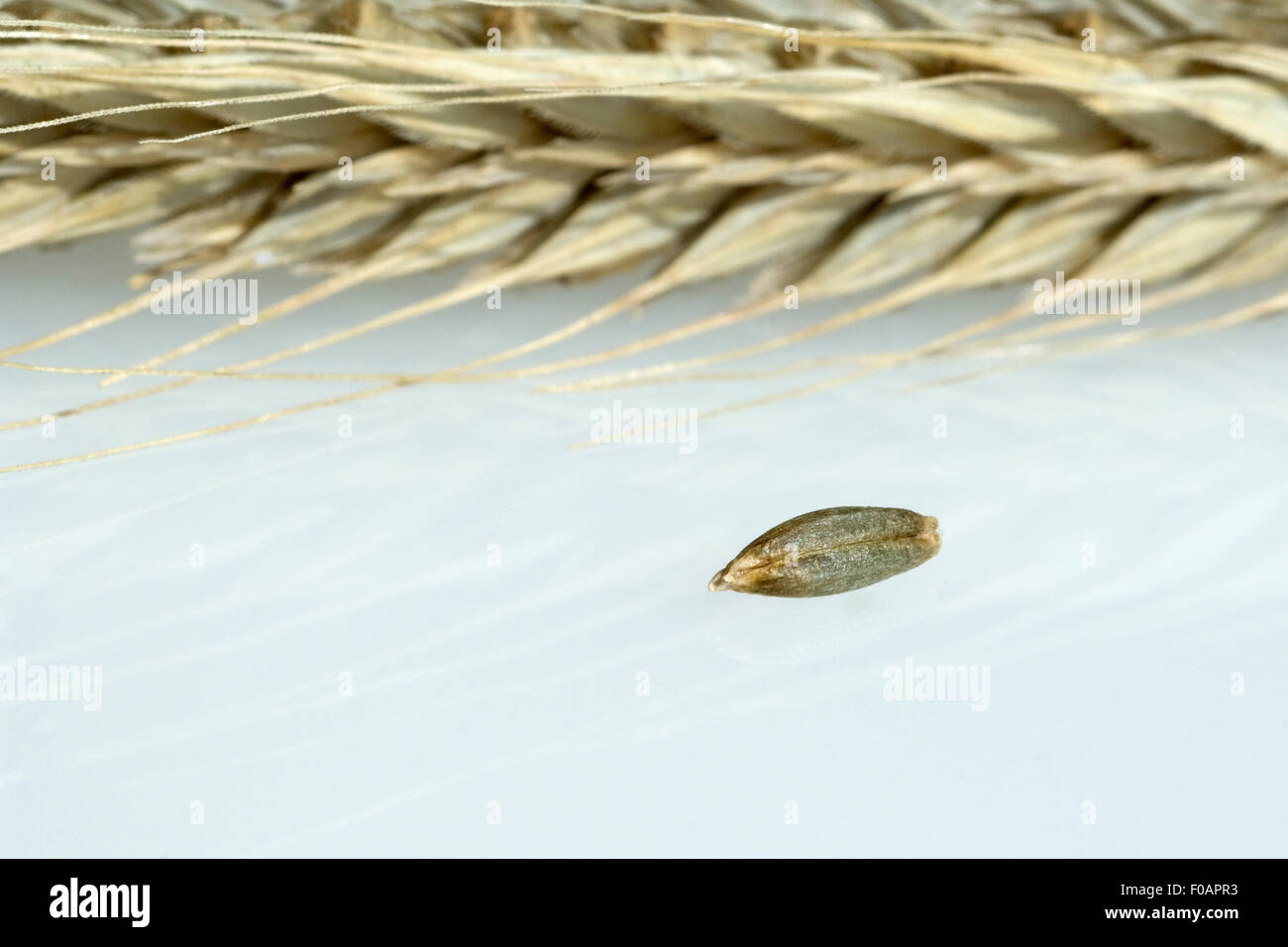 Roggenaehre; Roggen; Roggenaehren; Secale; Cereale Stock Photo - Alamy