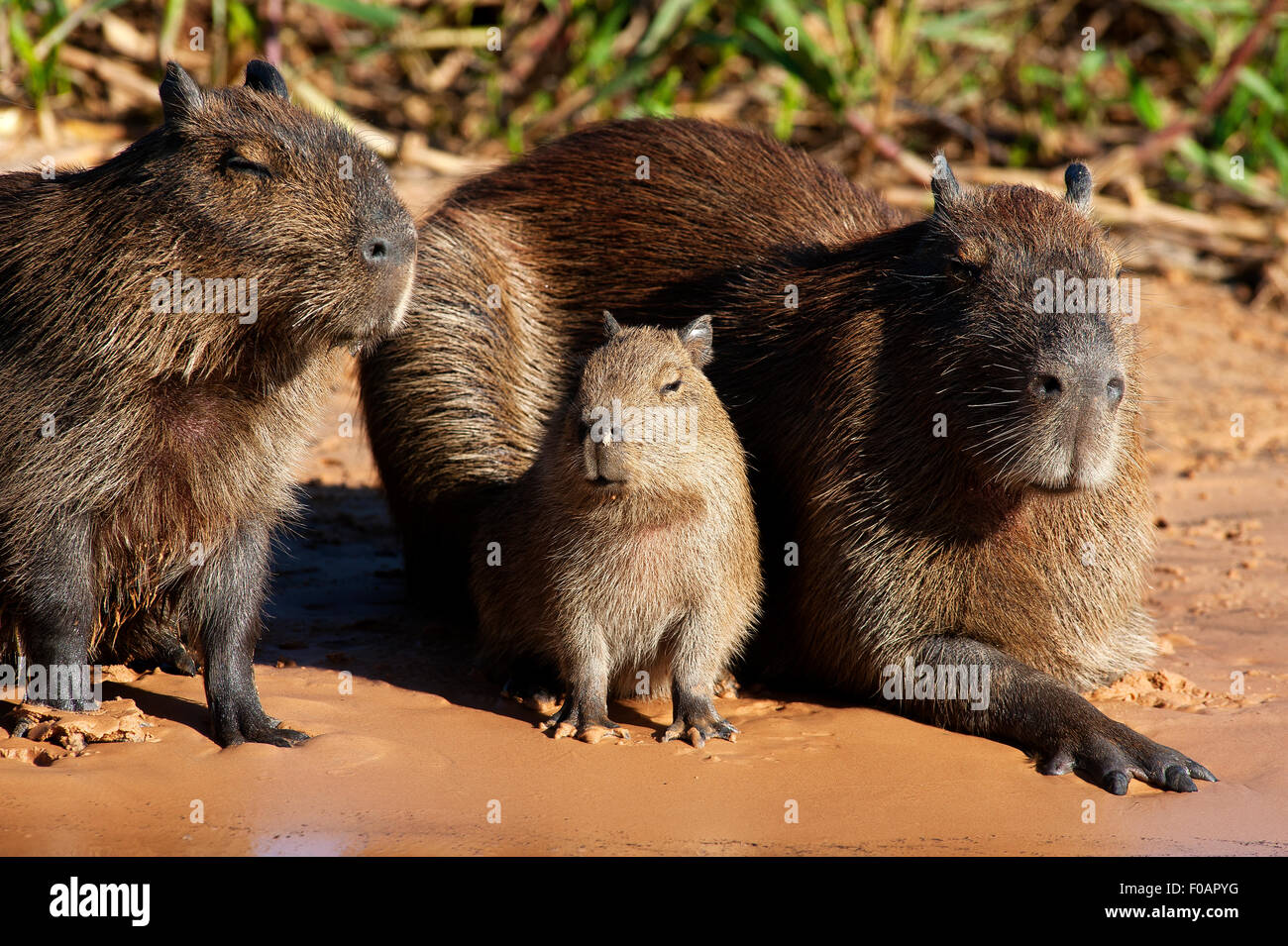 Capybara world hi-res stock photography and images - Alamy