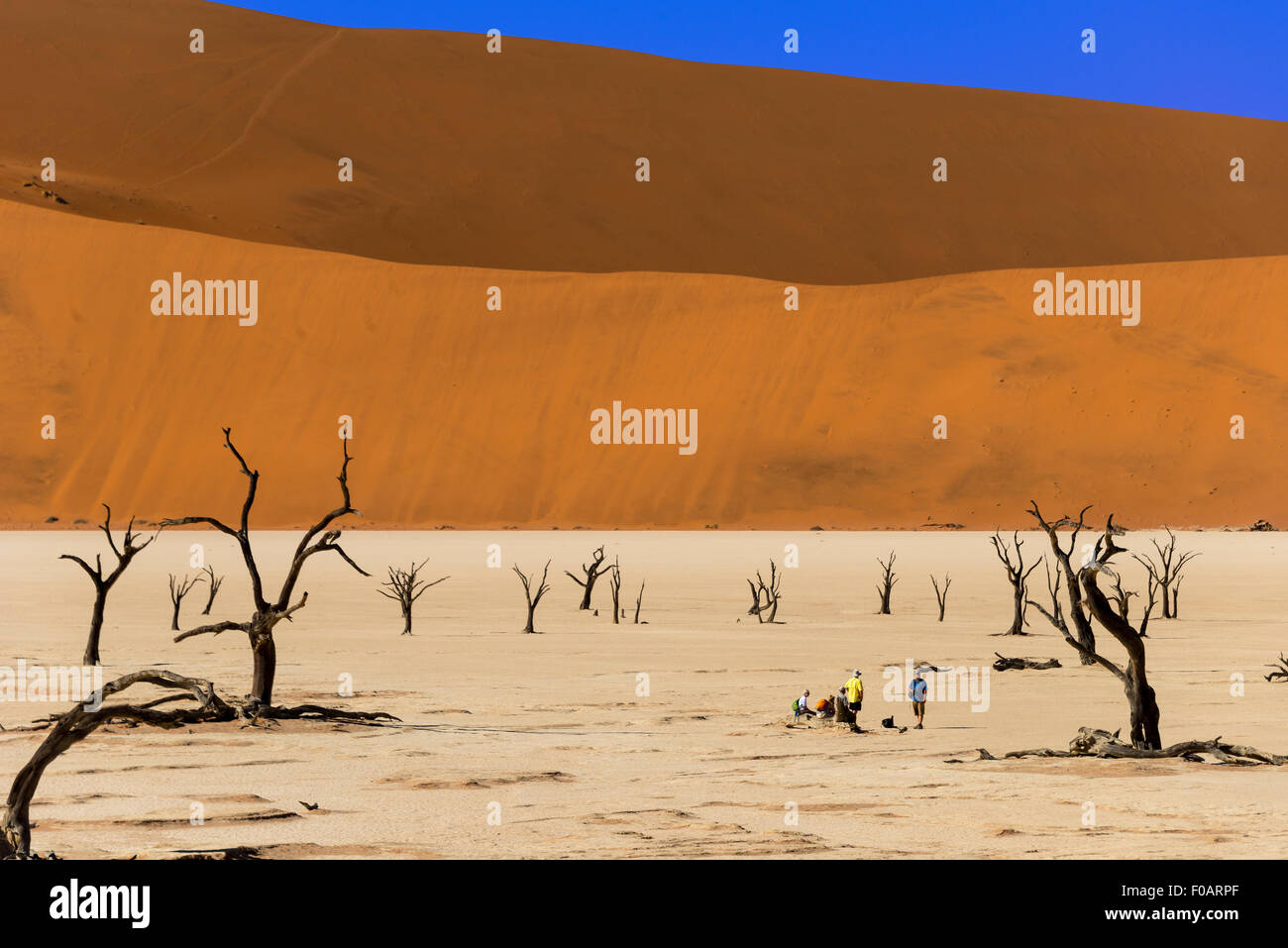 The Dead Viei (DeadVlei) Pan, Namib-Naukluft National Park, Sossusviei ...