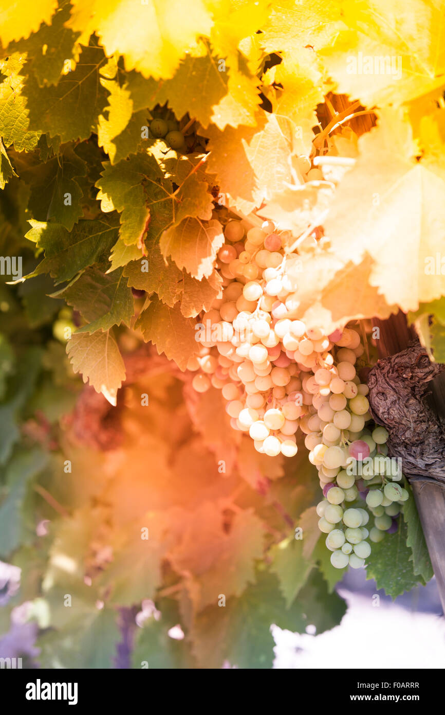Ripe grapes on branch in the sunshine light Stock Photo - Alamy