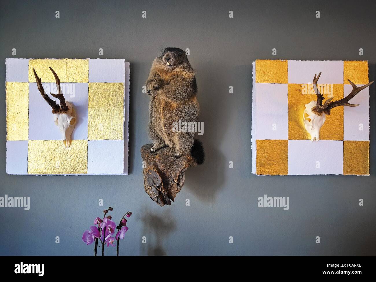 Stuffed rodent and head with horns on the wall Stock Photo - Alamy