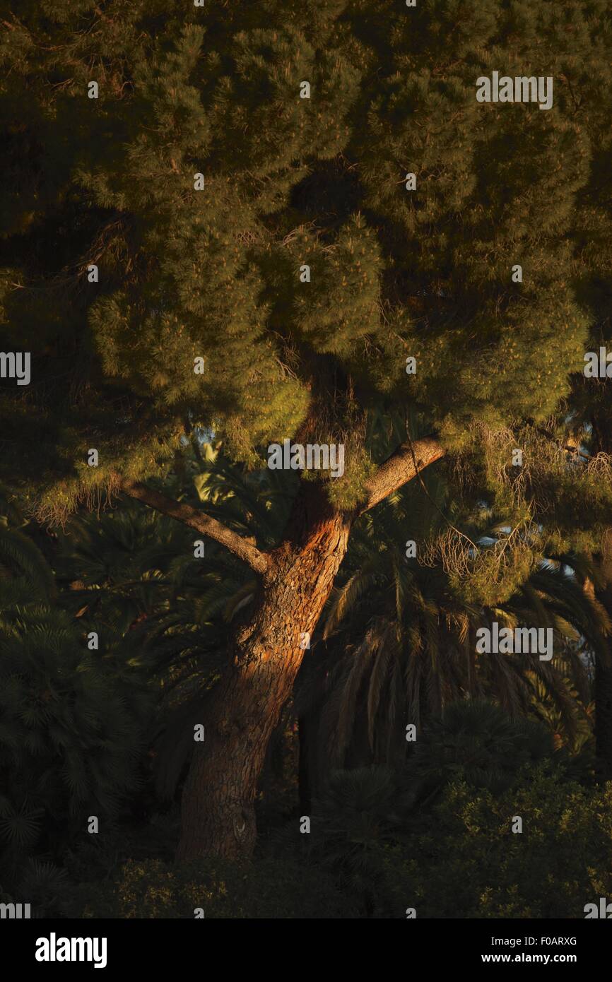 Oak tree at night french riviera hi-res stock photography and images ...