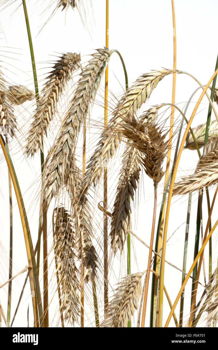 Roggenaehre; Roggen; Roggenaehren; Secale; Cereale Stock Photo - Alamy