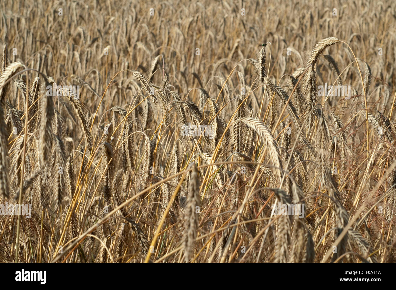 Roggenaehre; Roggen; Roggenaehren; Secale; Cereale Stock Photo - Alamy