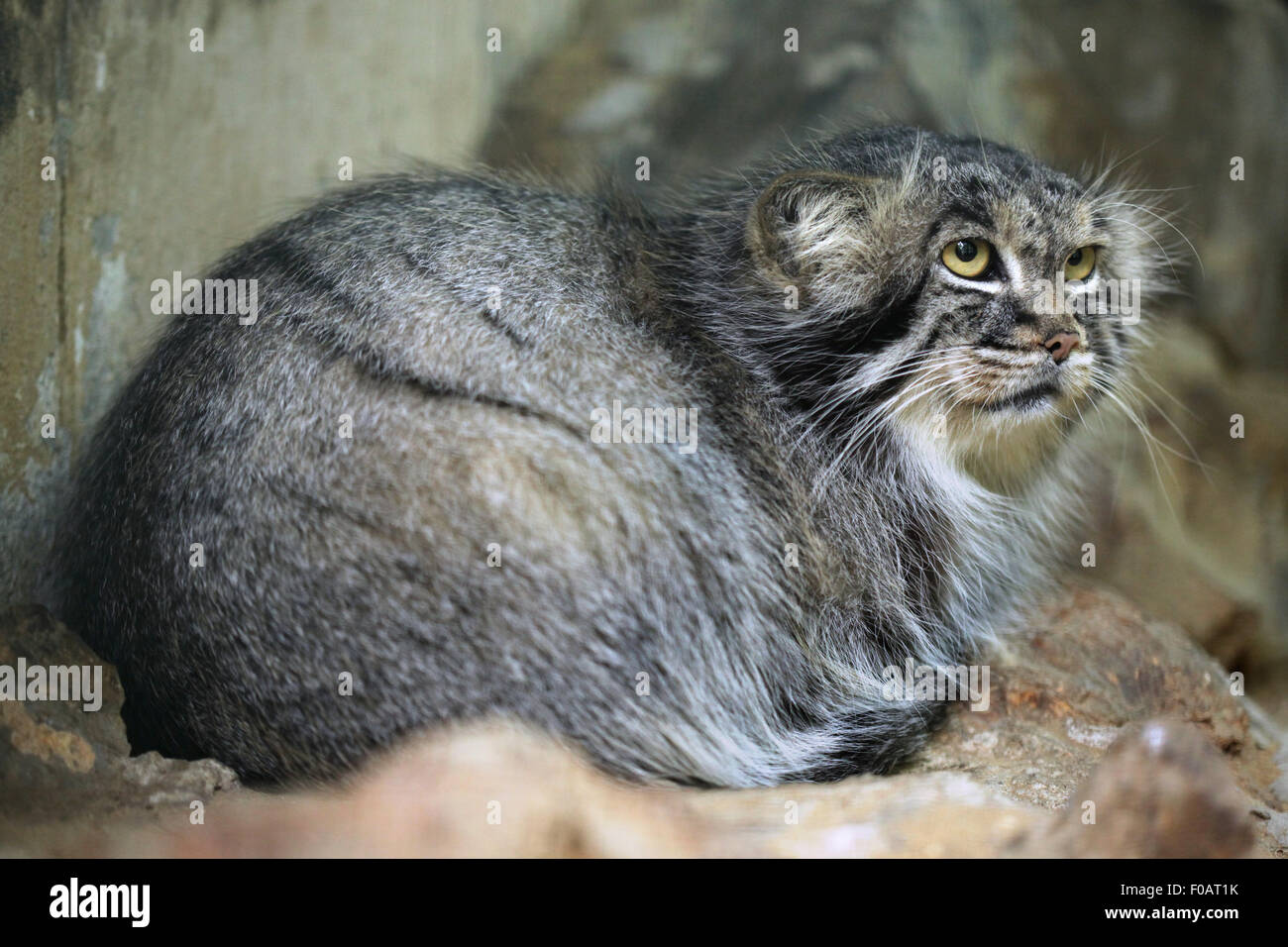 Otocolobus Stock Photos & Otocolobus Stock Images - Alamy