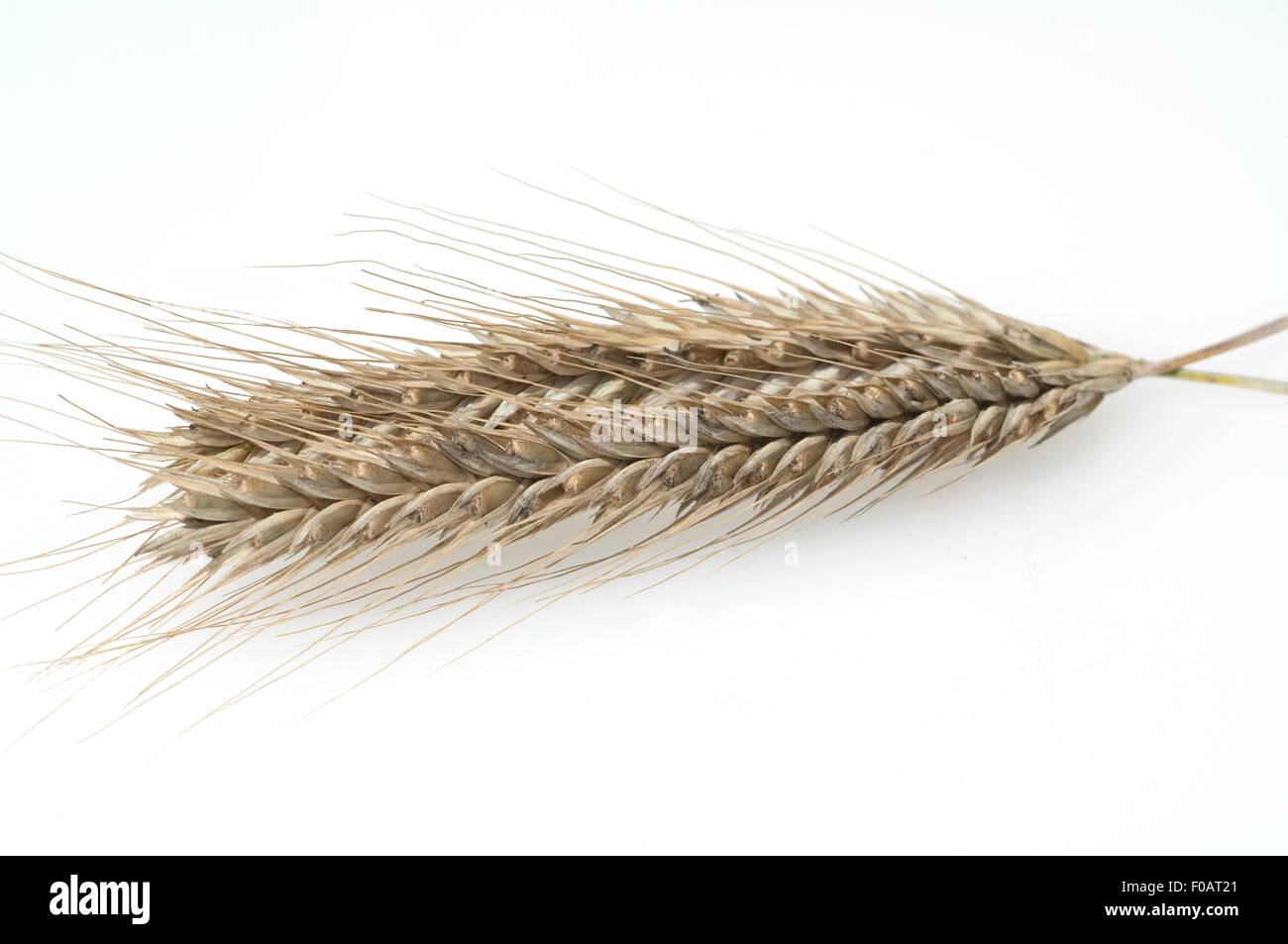 Roggen roggenkorn hi-res stock photography and images - Alamy