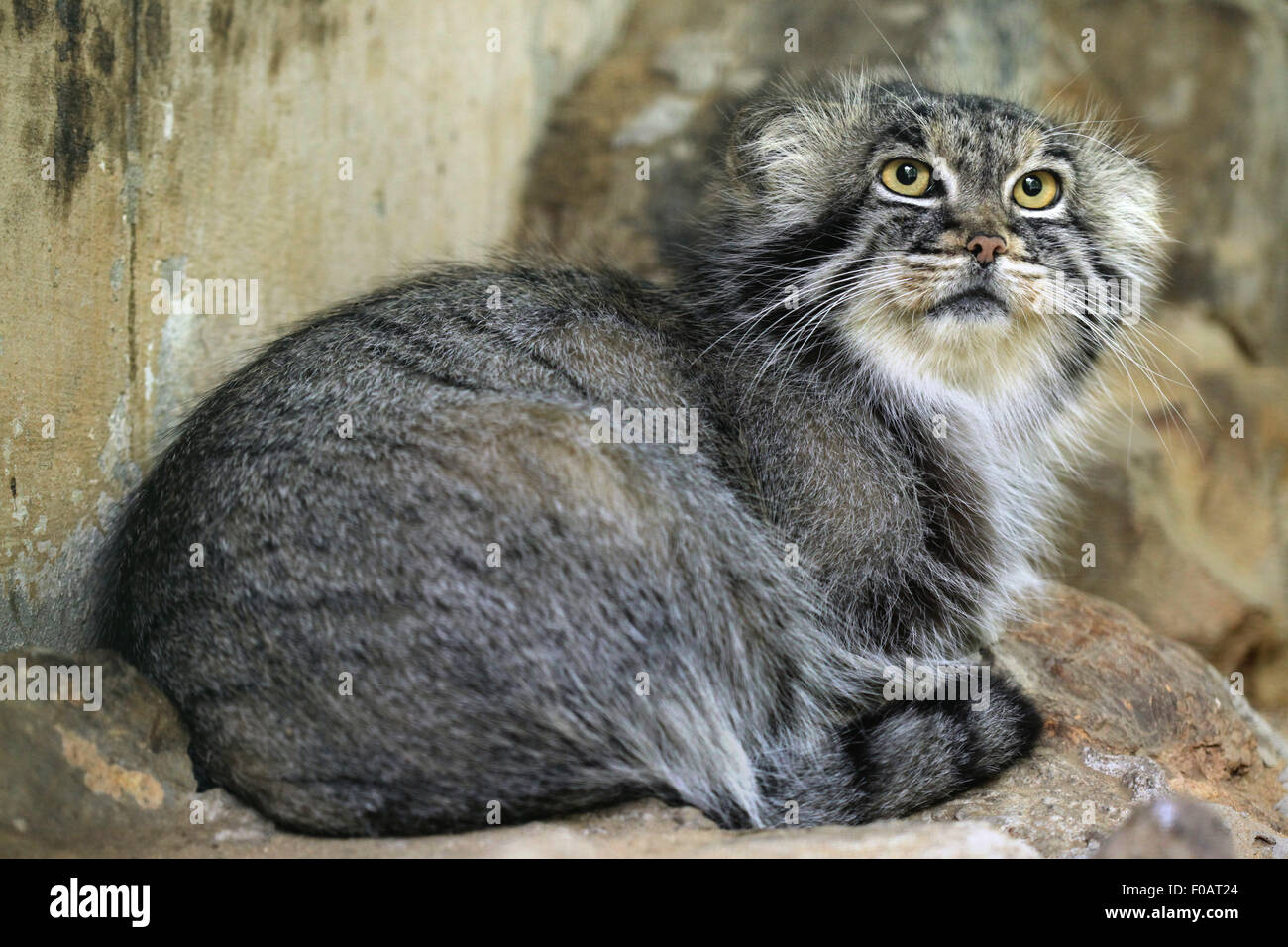 Manul pallas cat hi-res stock photography and images - Alamy