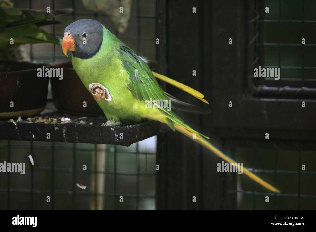 Wild parrots pakistan hi-res stock photography and images - Alamy