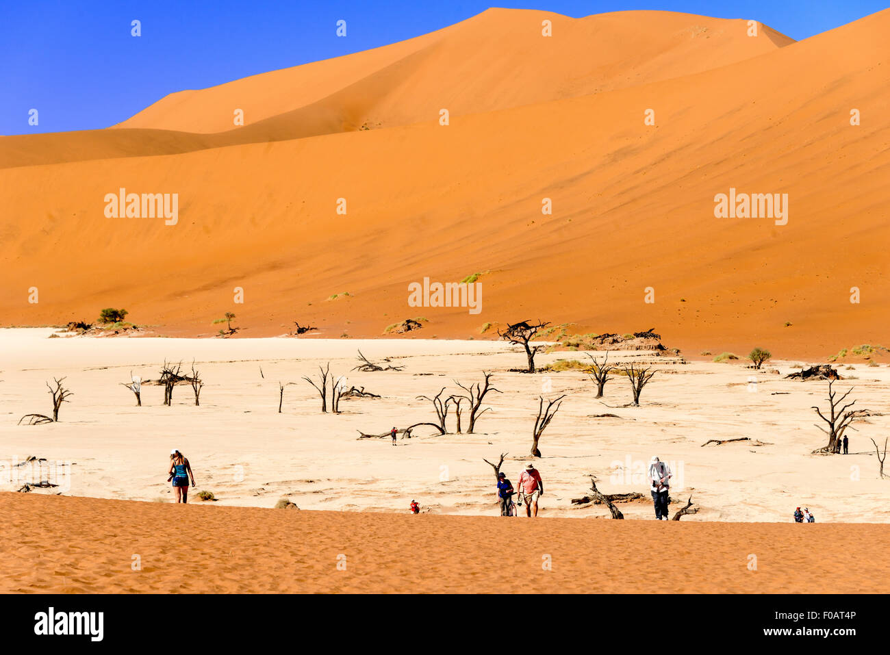 The Dead Viei (DeadVlei) Pan, Namib-Naukluft National Park, Sossusviei ...