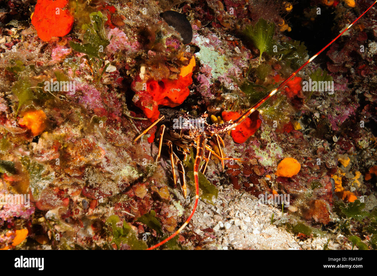 Spiny lobster, Palinurus elephas, Gökova Bay Turkey Stock Photo - Alamy