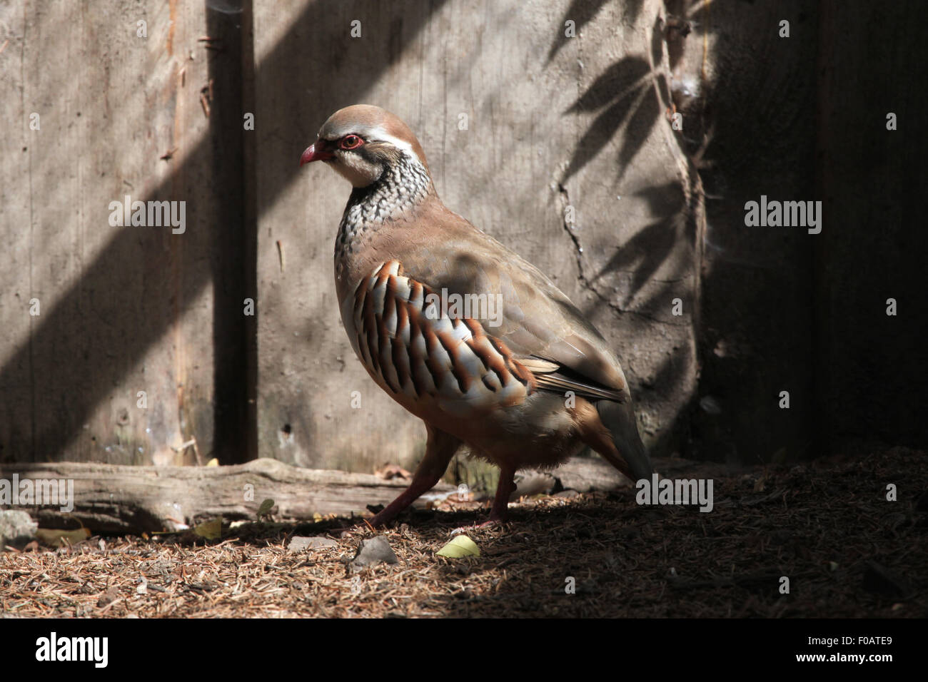 Red legged partridge france hi-res stock photography and images - Alamy