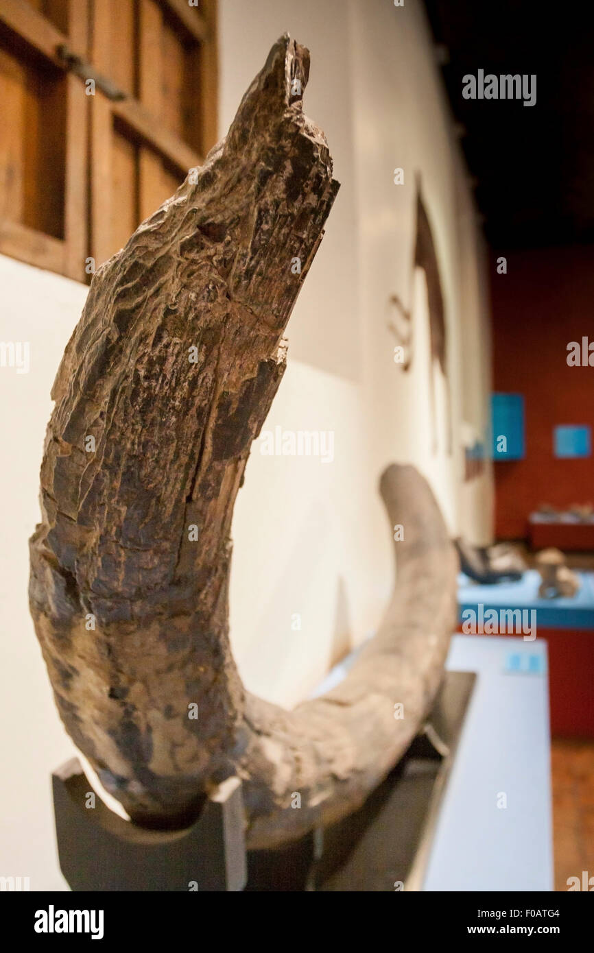 Prehistoric mexico fossil hi-res stock photography and images - Alamy