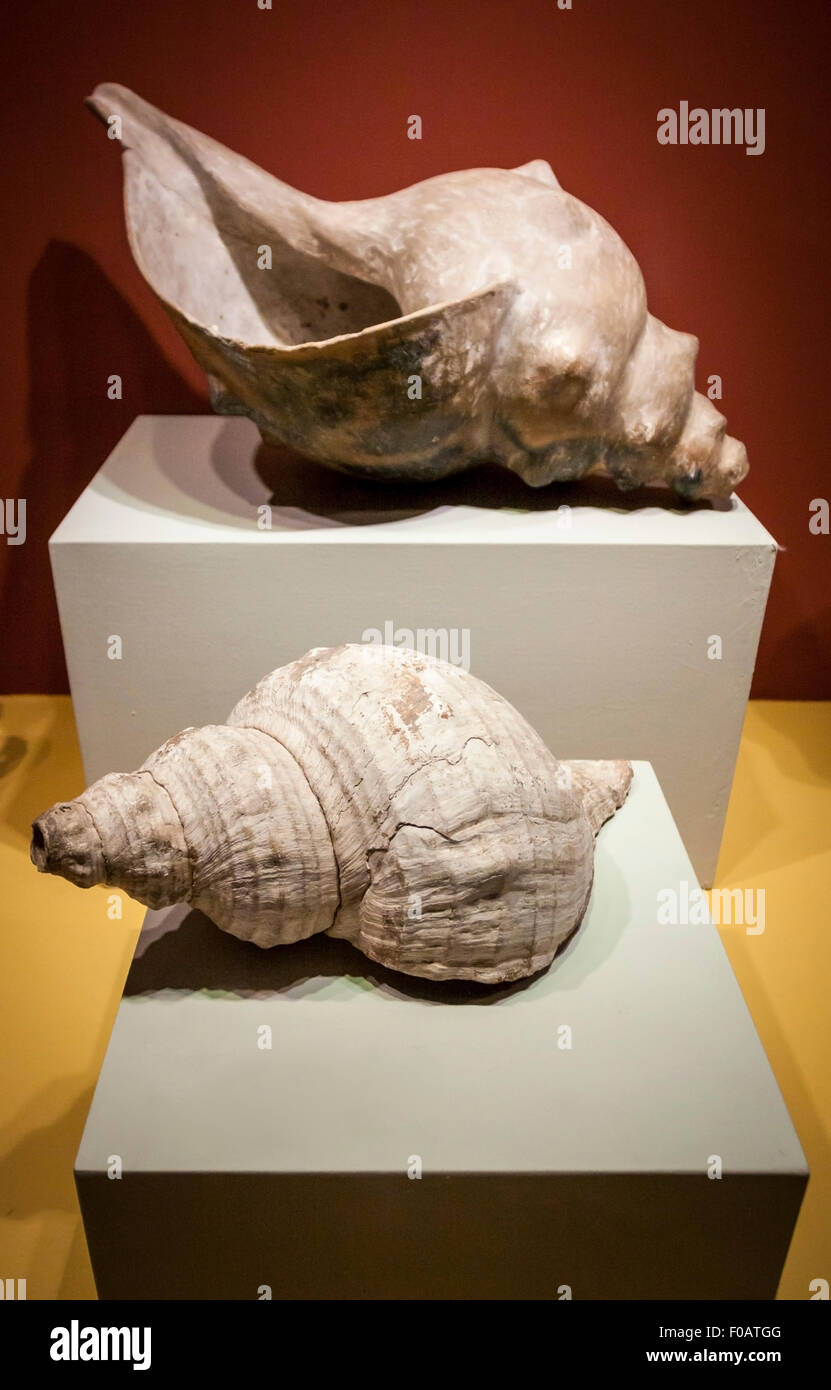 Big prehistoric conch on coloured background. Guadalajara, Jalisco ...
