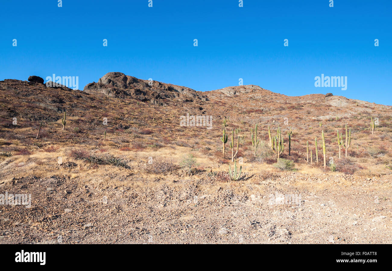 Desert landscape in Mexico. La Paz, Baja California Sur. Mexico Stock ...