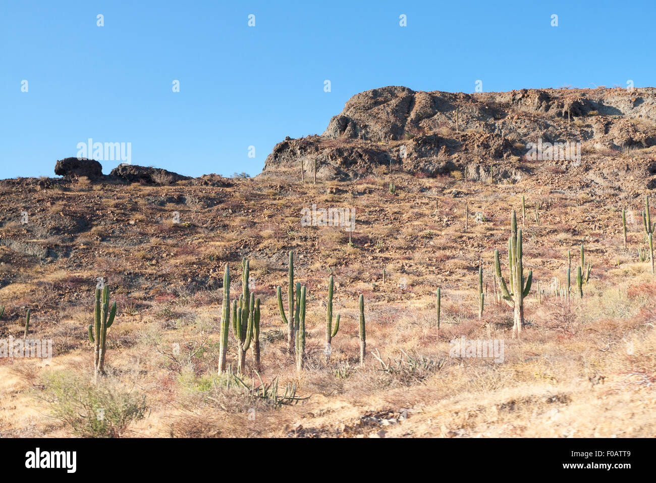 Mexico Desert Landscape