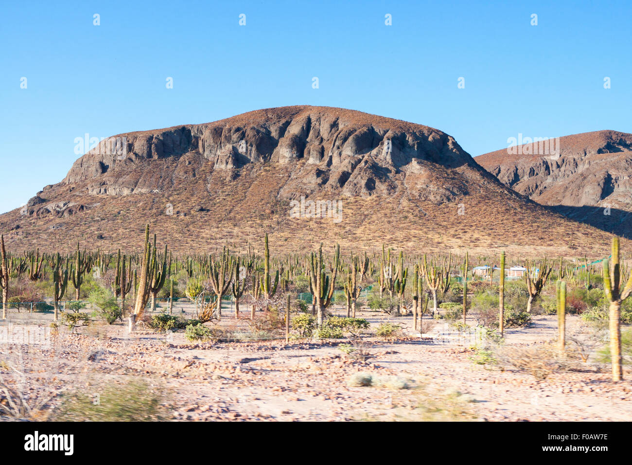 Mexico Desert Landscape