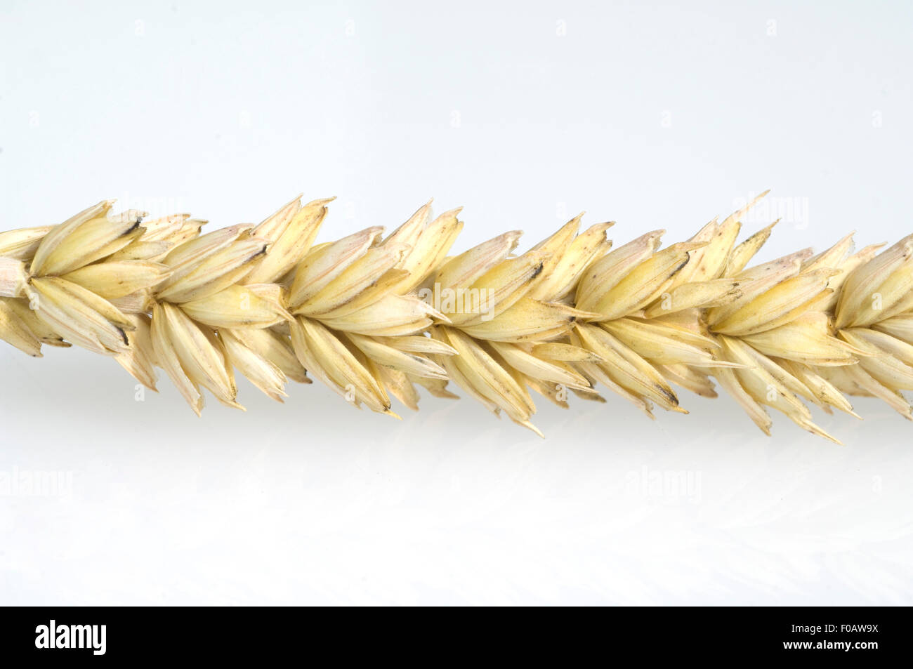 Weizenacker hi-res stock photography and images - Alamy