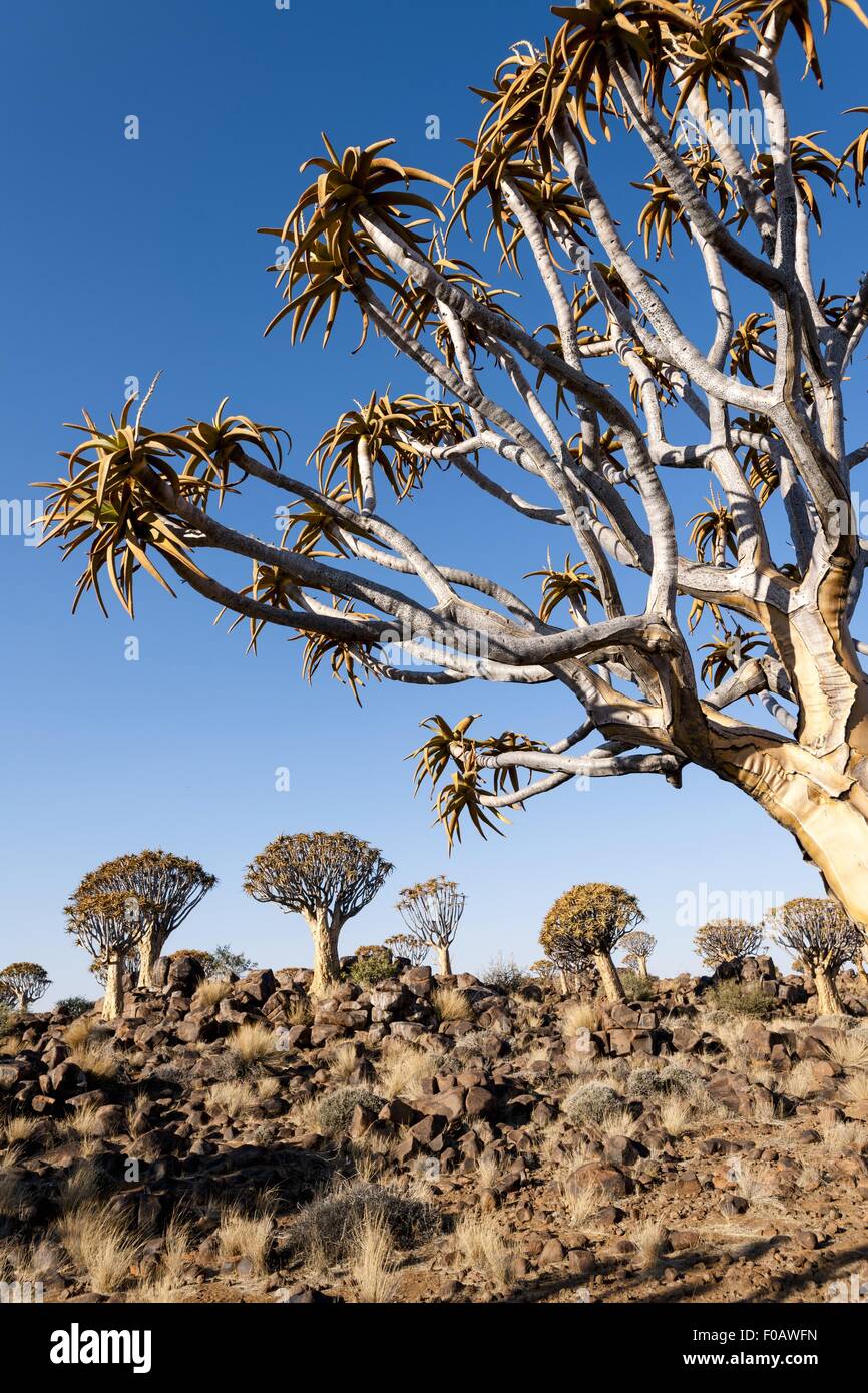 A quiver tree forest near Keetmanshoop, Namibia Stock Photo - Alamy