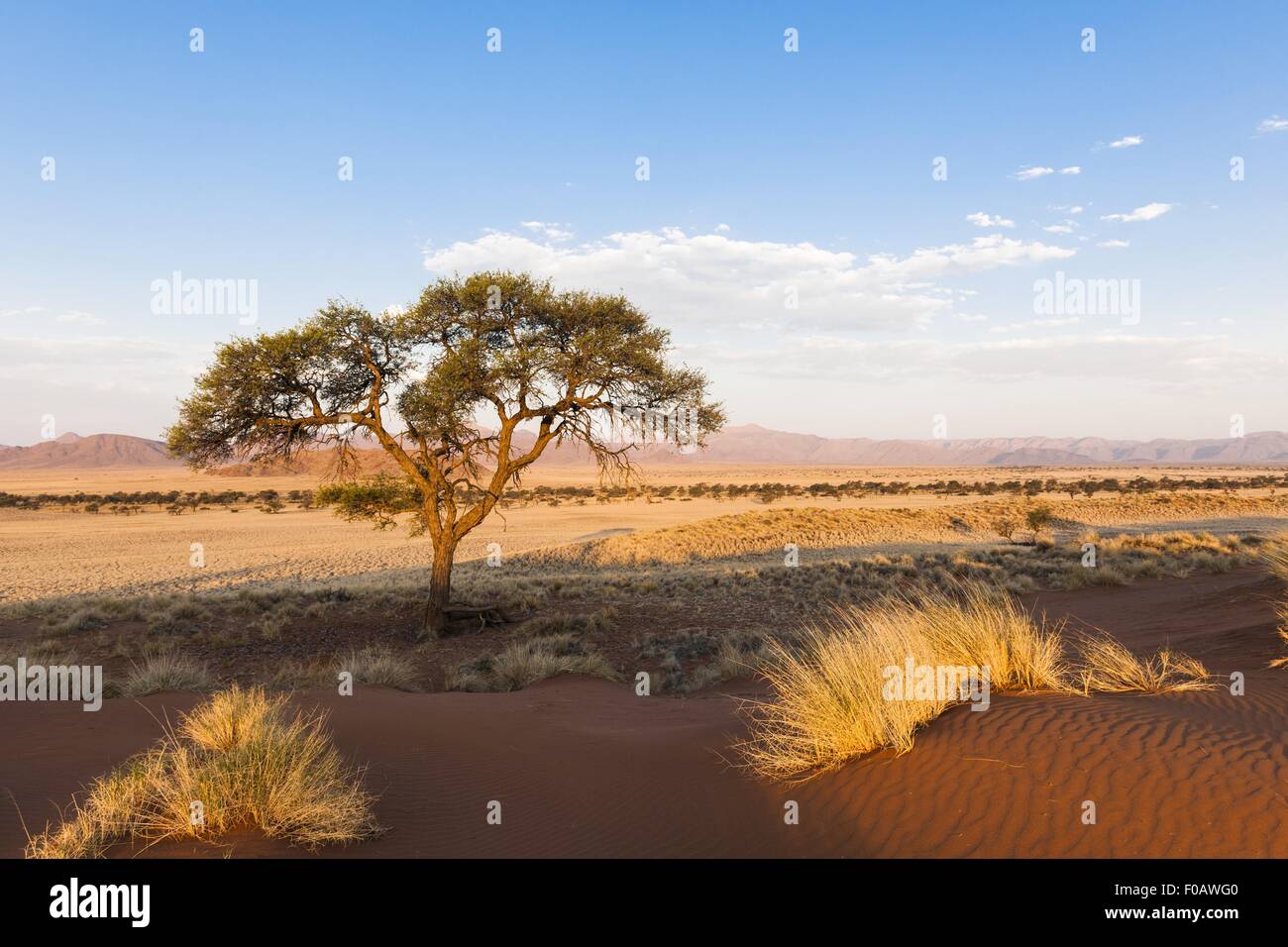 A lone tree in the barren Namibian desert Stock Photo - Alamy