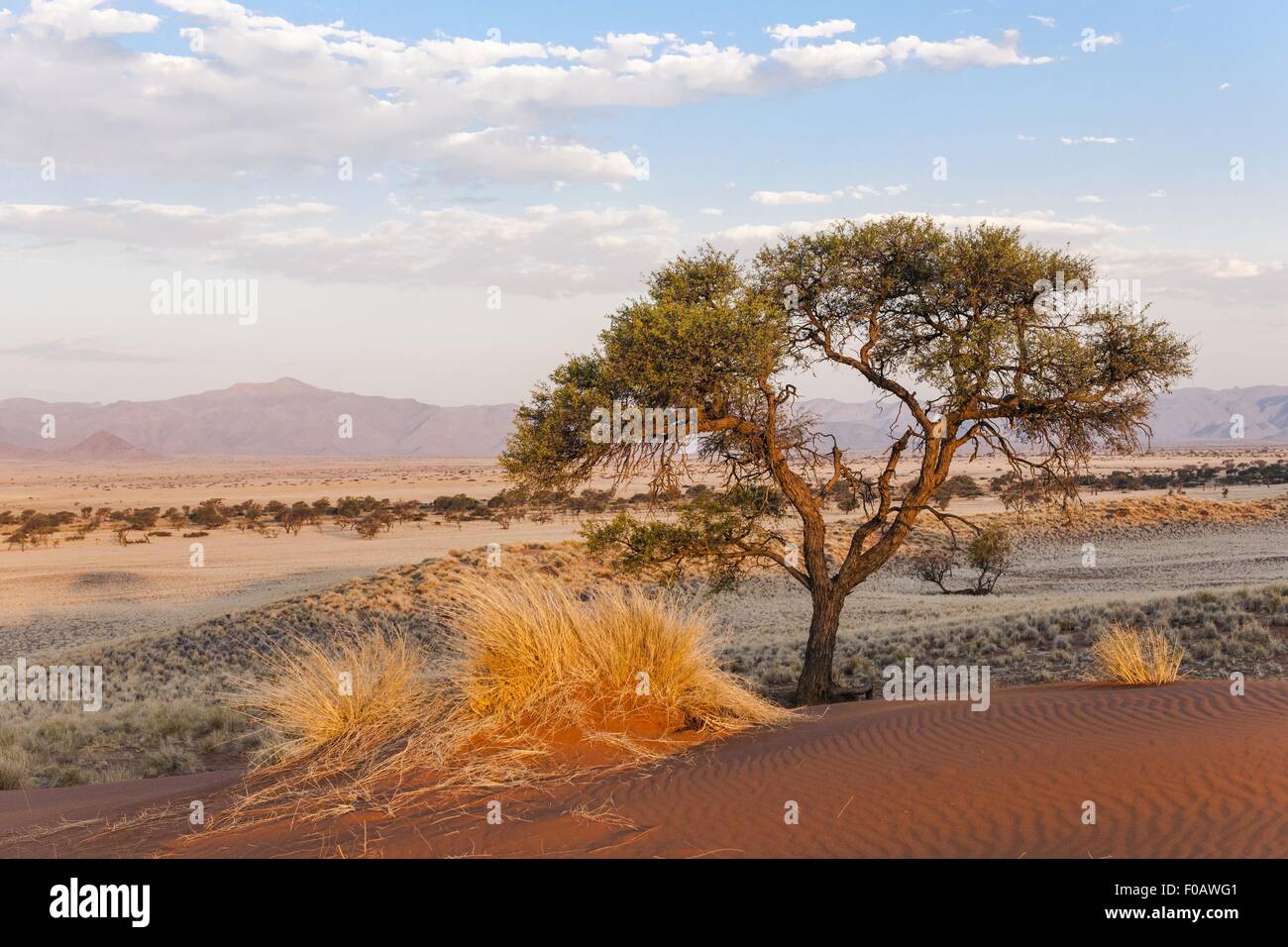 A lone tree in the barren Namibian desert Stock Photo - Alamy