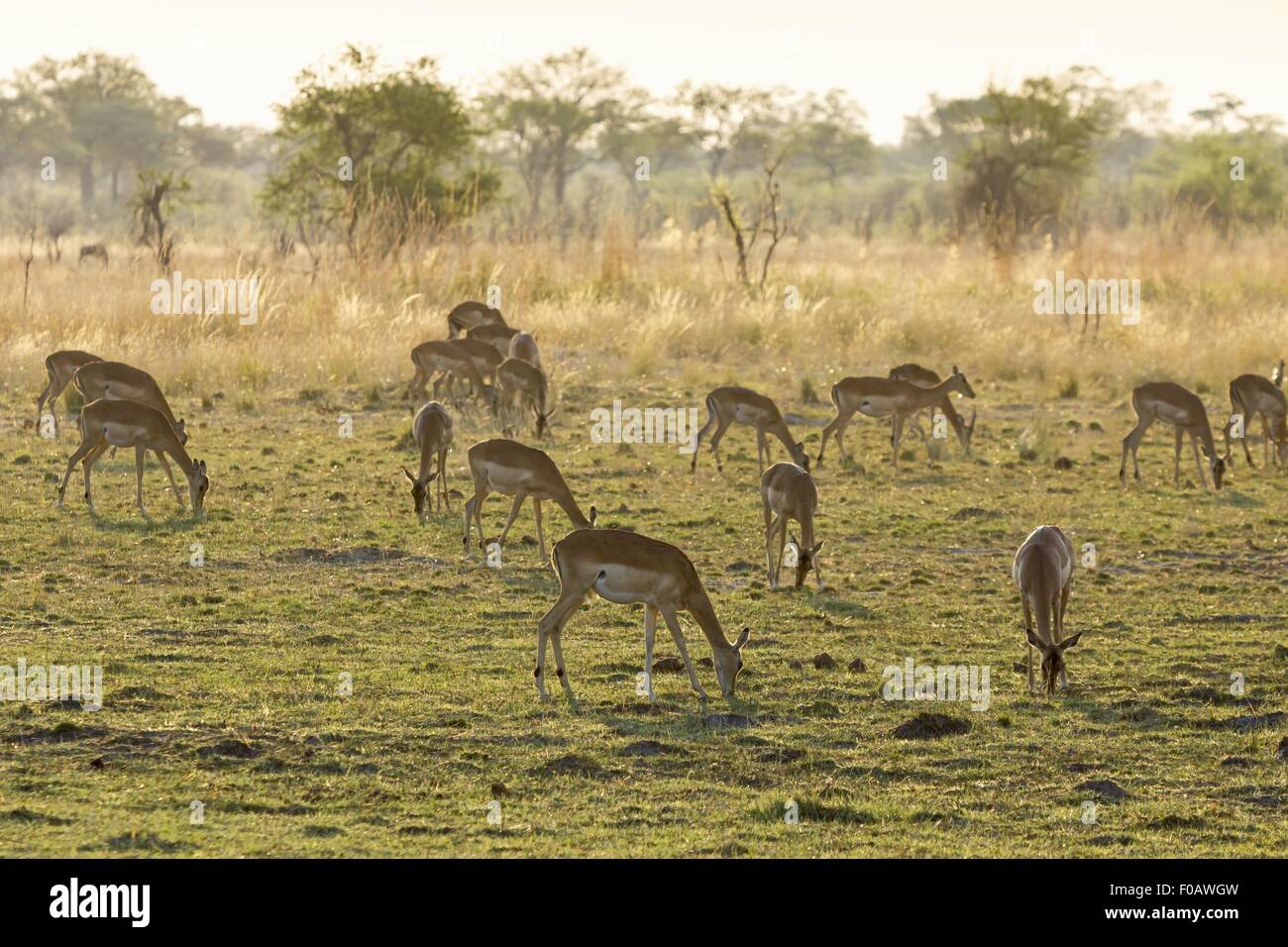 Crops in namibia hi-res stock photography and images - Alamy