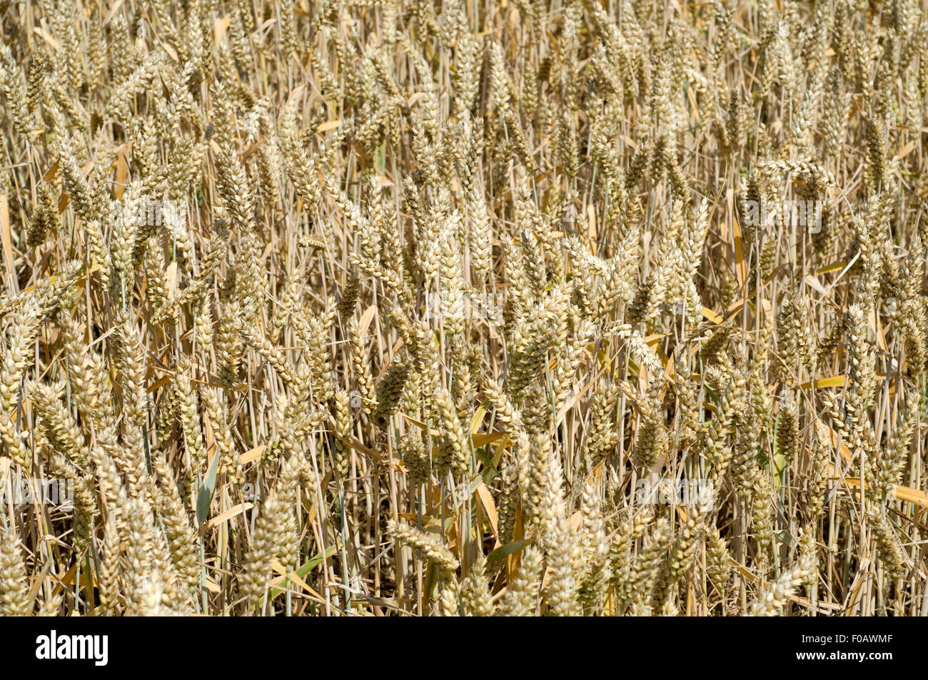 Weizenacker hi-res stock photography and images - Alamy