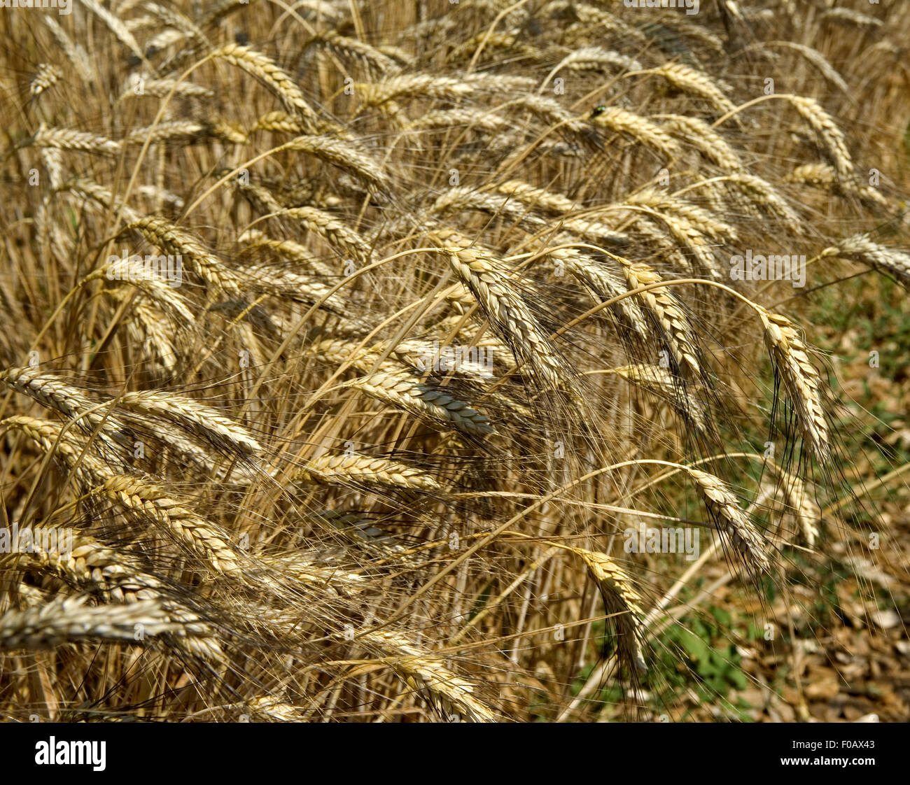 Hartweizen hi-res stock photography and images - Alamy