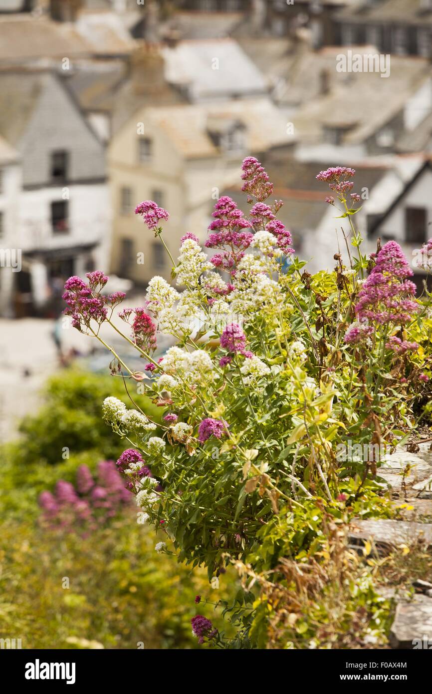 Flowers on the high grounds above Port Isaac Stock Photo - Alamy