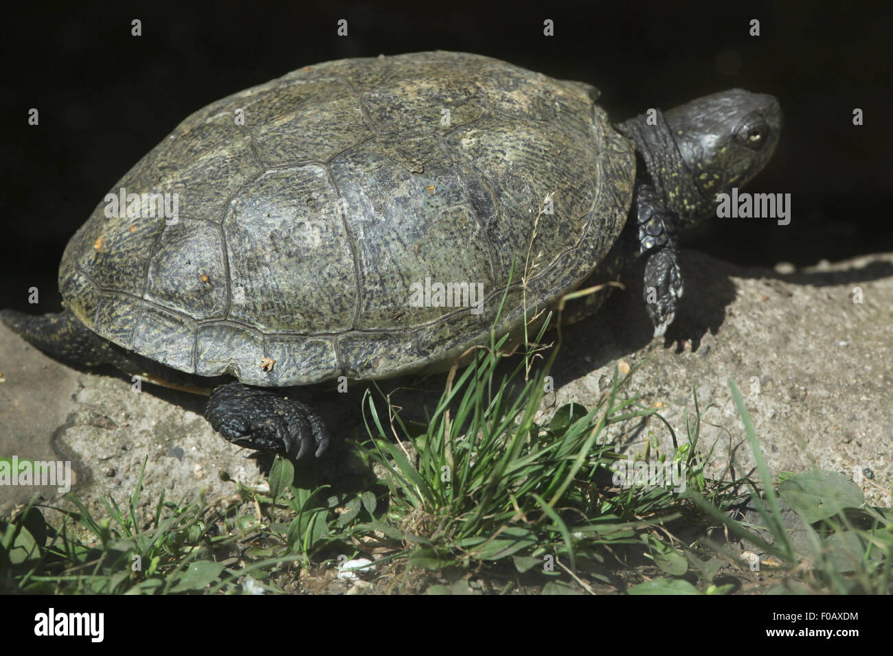 European pond turtle (Emys orbicularis), also known as the European ...