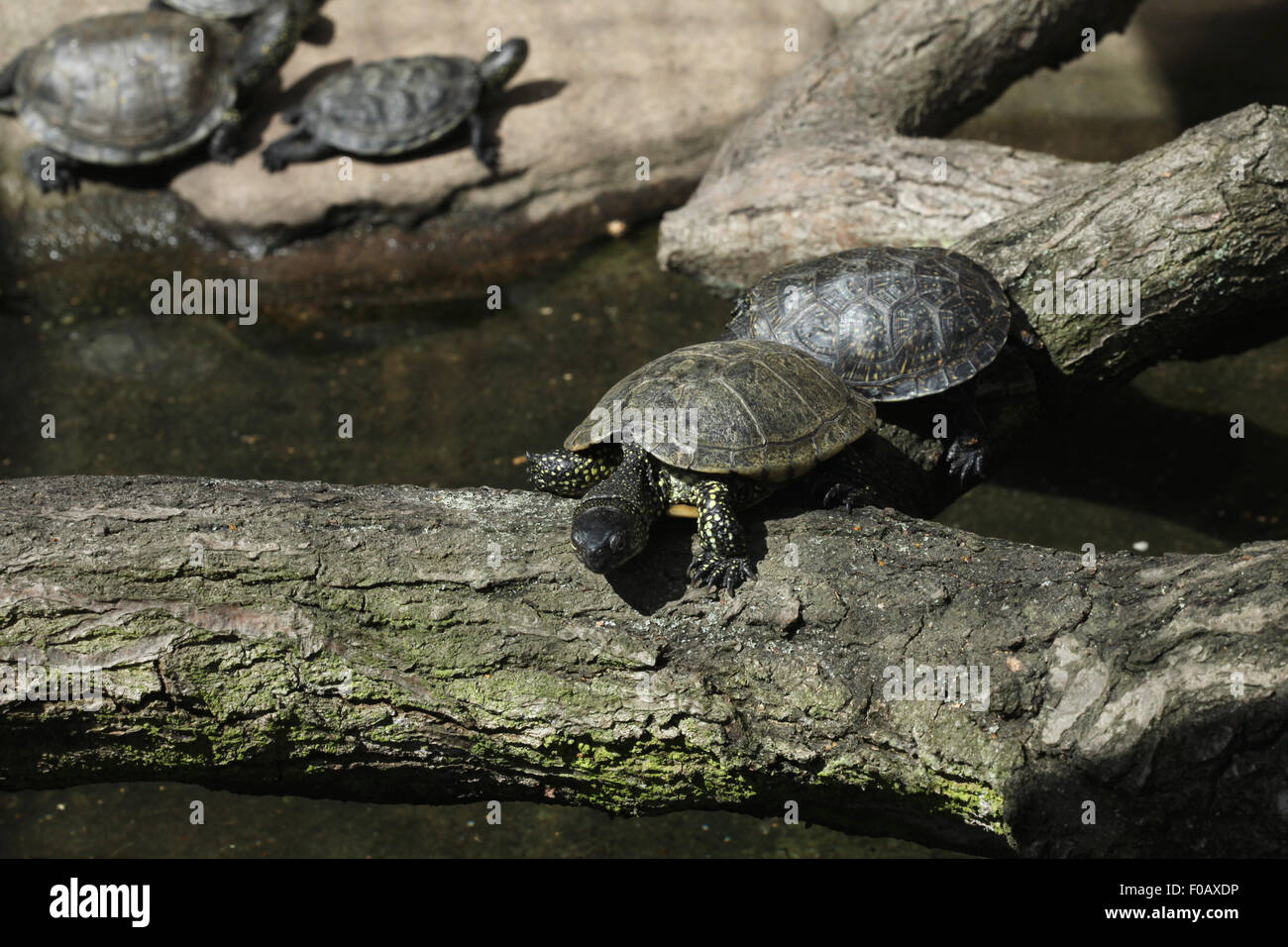 European pond turtle (Emys orbicularis), also known as the European ...
