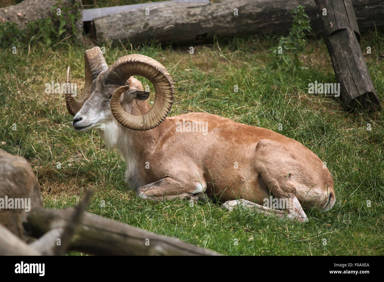 Urial sheep hi-res stock photography and images - Alamy