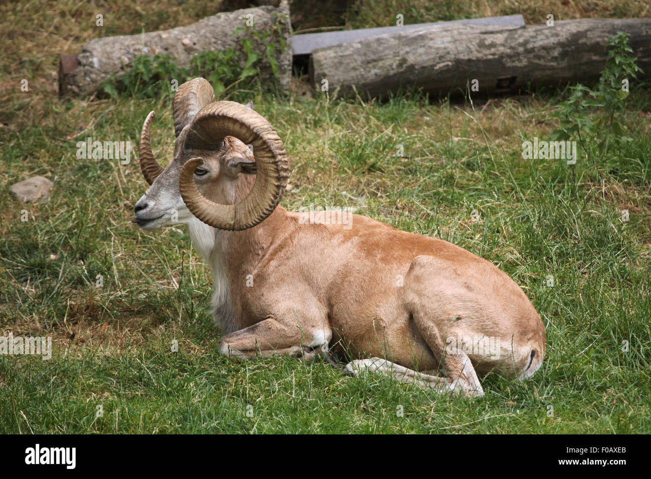 Transcaspian urial (Ovis orientalis arkal) at Chomutov Zoo in Chomutov ...