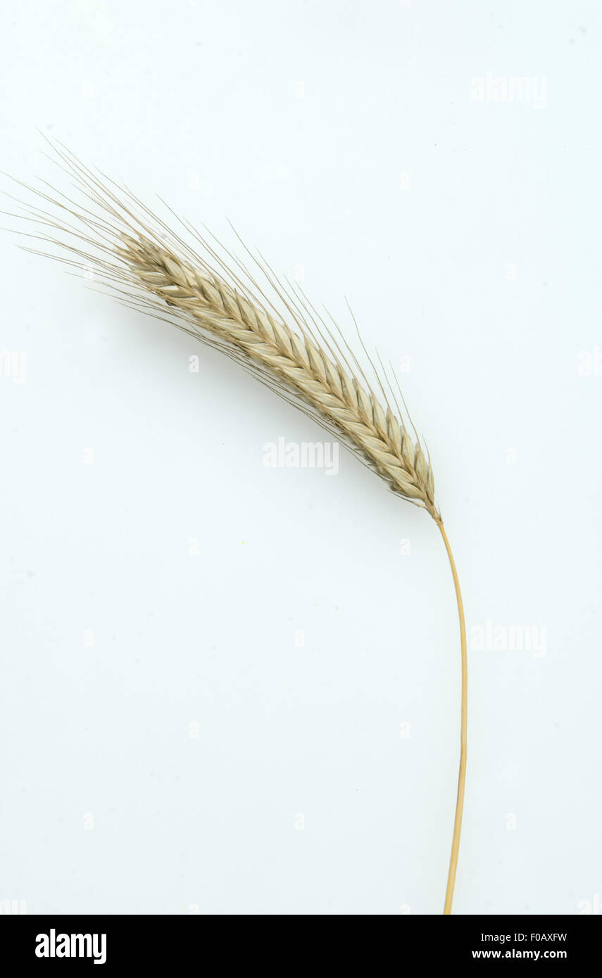 Getreidearten hi-res stock photography and images - Alamy