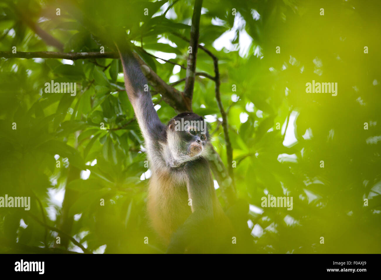 Panama wildlife with Azuero Spider Monkey, Ateles geoffroyi azuerensis ...