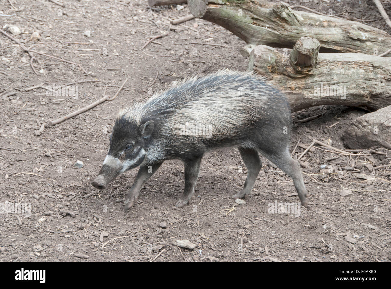 A Visayan Warty Pig (Sus cebifrons) a critically endangered species ...